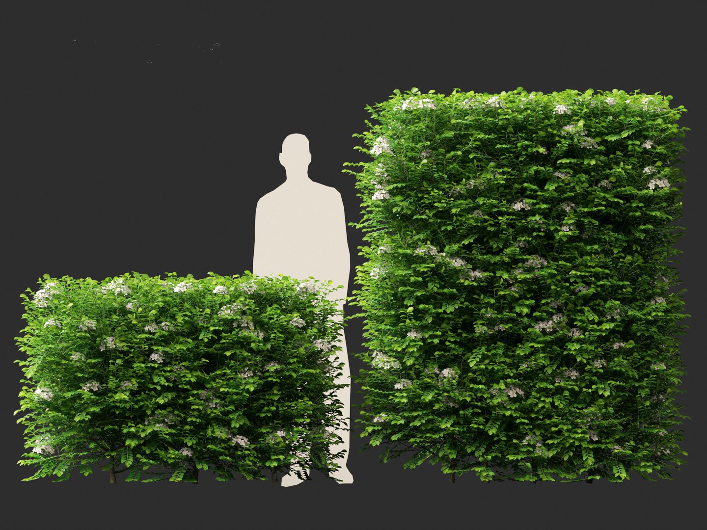 Murraya paniculata - Orange Jessamine 3D - TurboSquid 2130305