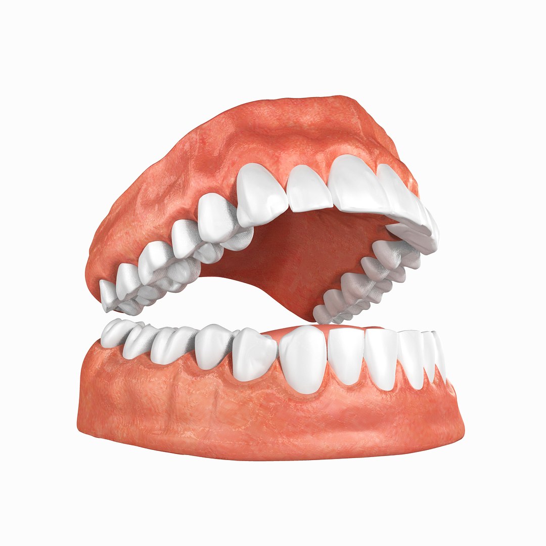 Human Teeth Anatomy 3D - TurboSquid 1306628