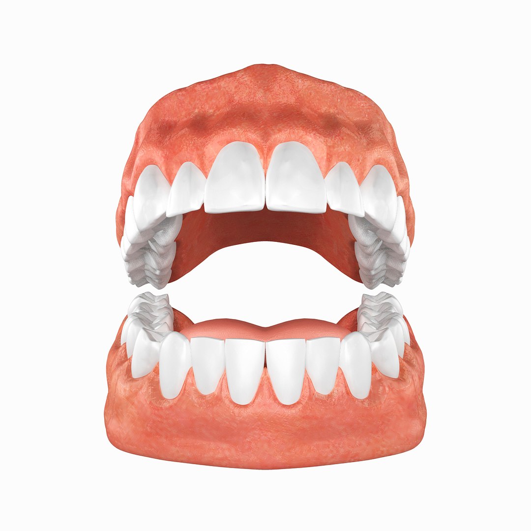 Human Teeth Anatomy 3D - TurboSquid 1306628