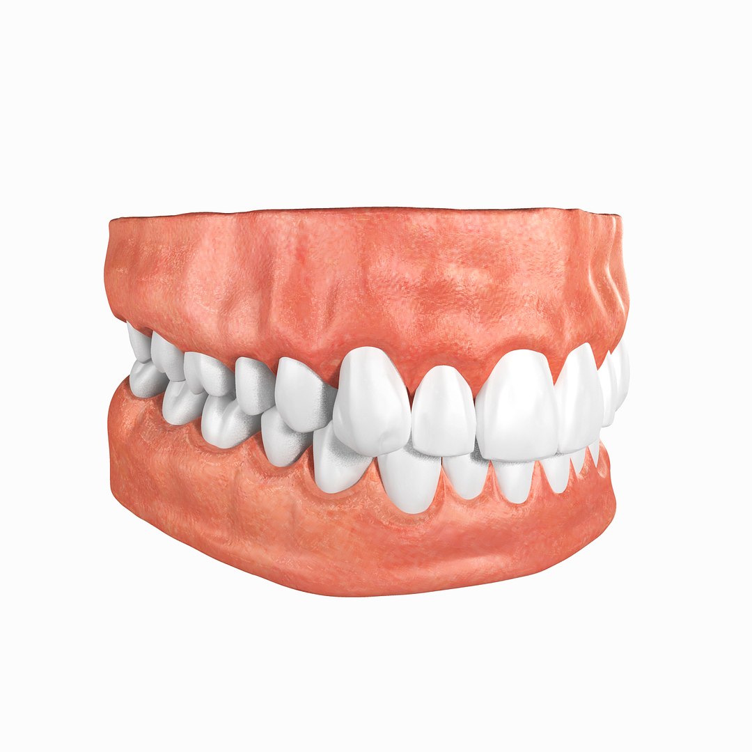 Human Teeth Anatomy 3D - TurboSquid 1306628