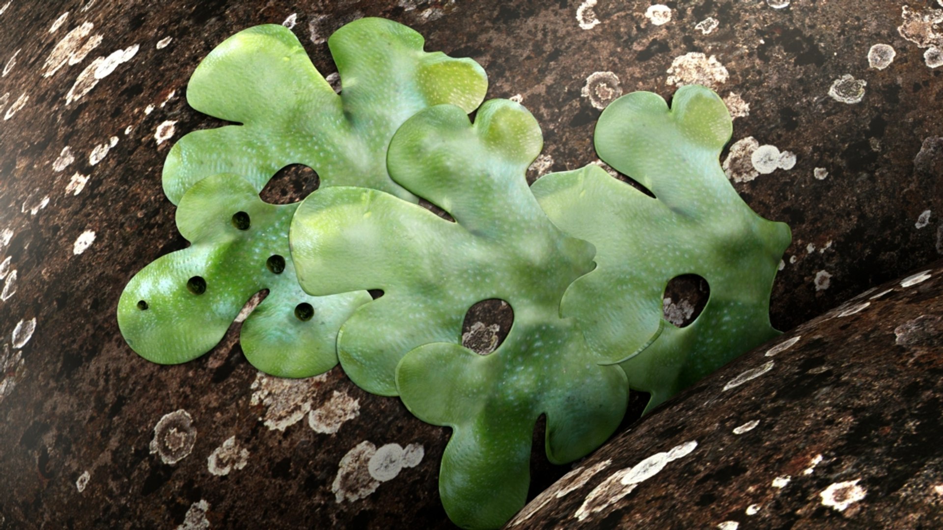 3D Gemma Cell Bud - TurboSquid 1238129