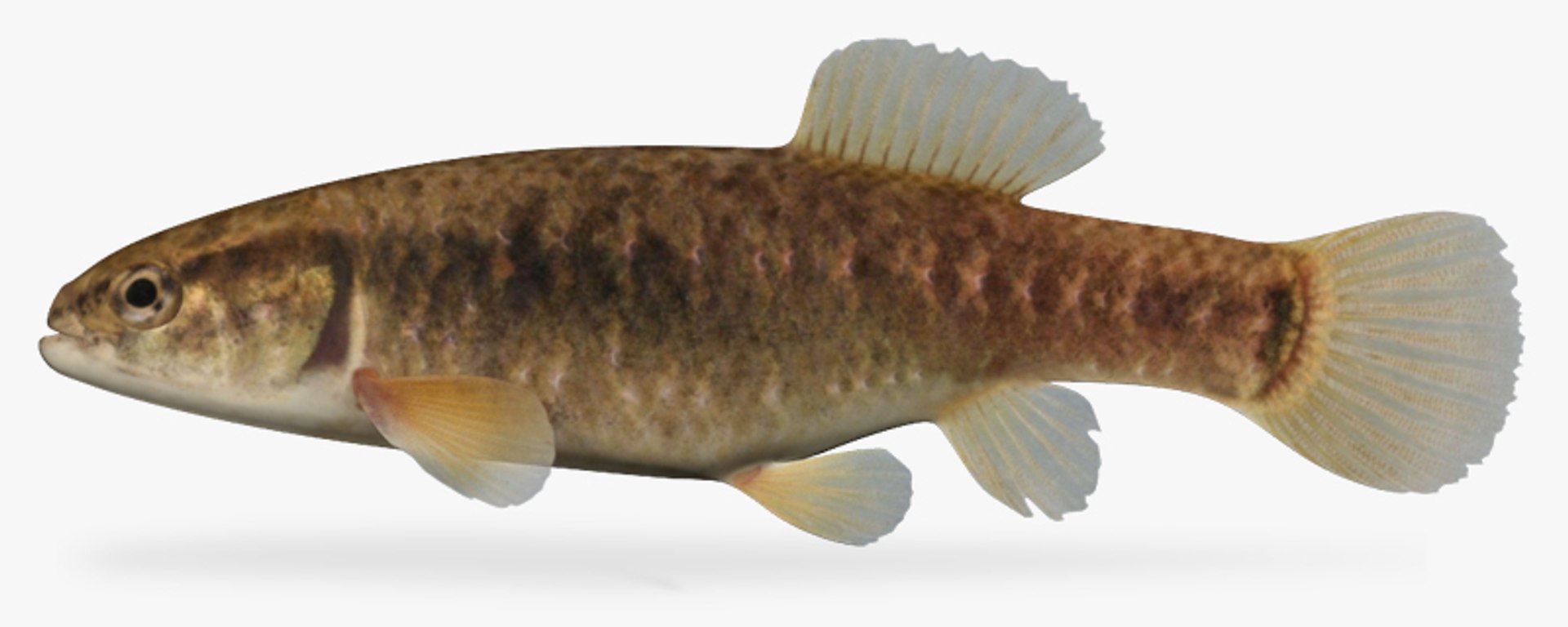 Umbra Limi Central Mudminnow 3d Fbx