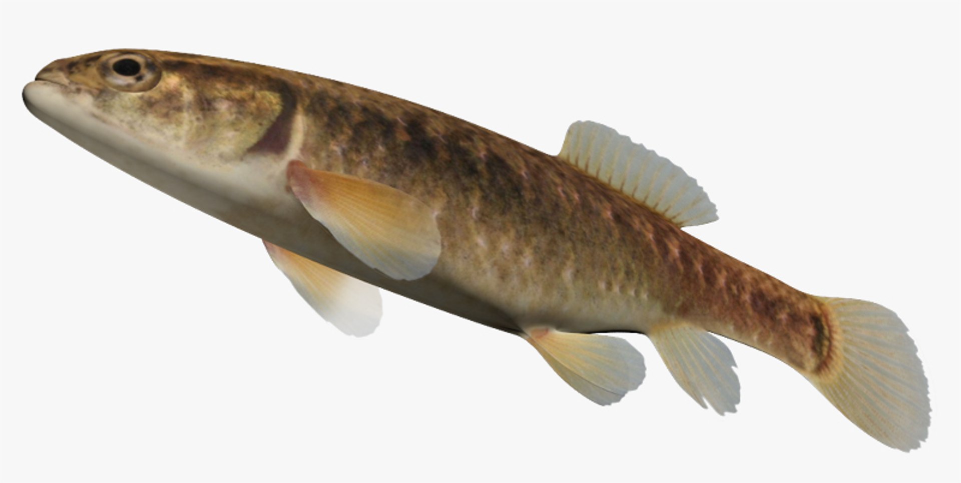 Umbra Limi Central Mudminnow 3d Fbx