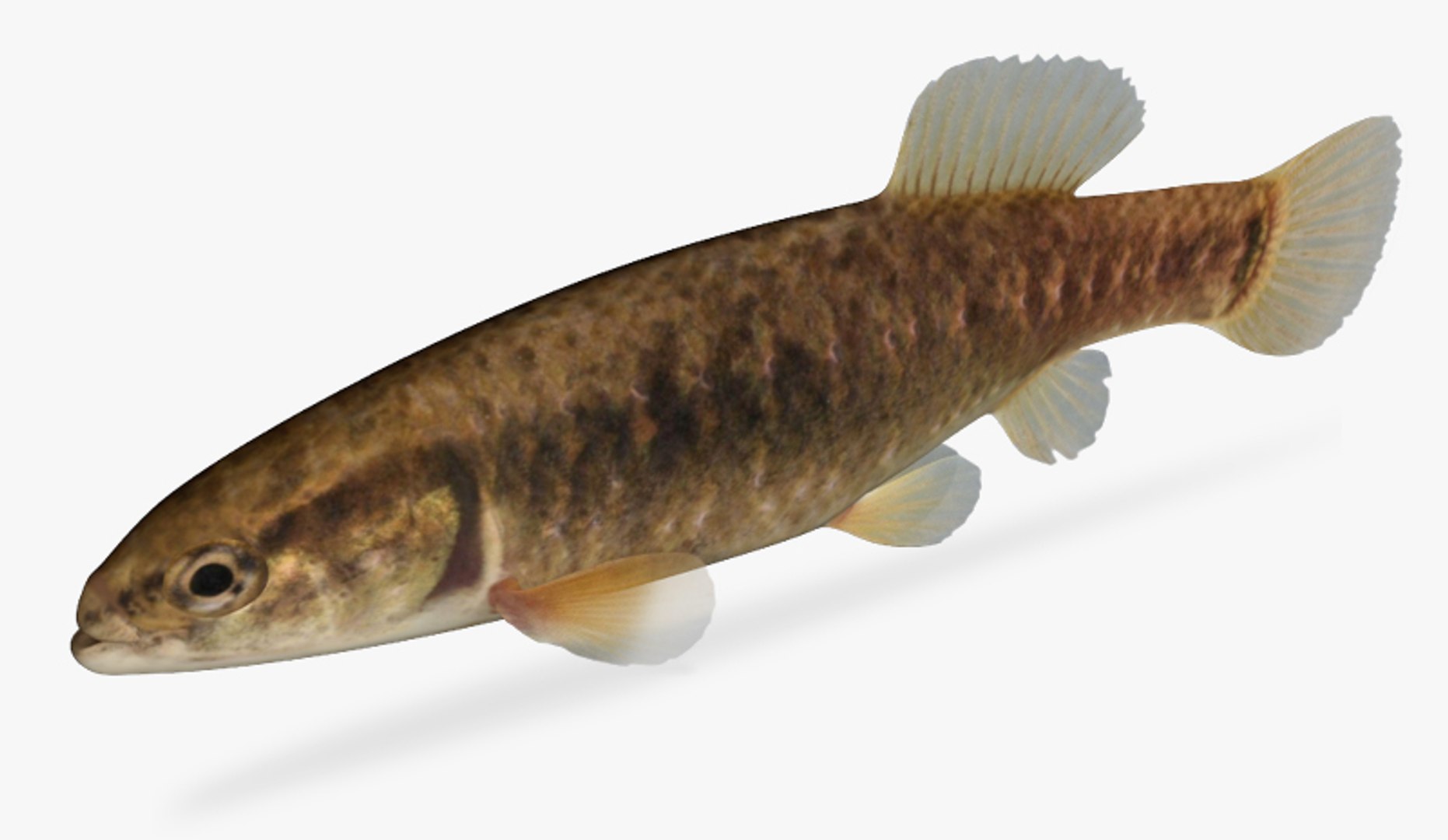 Umbra Limi Central Mudminnow 3d Fbx