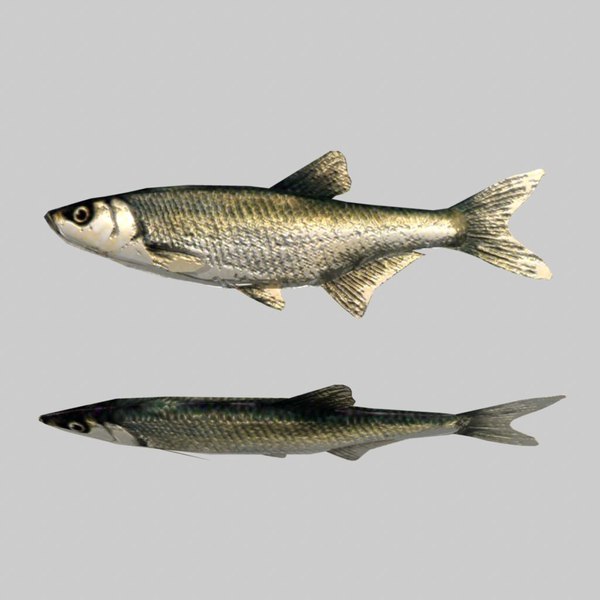 3d model fish carp pike salmon