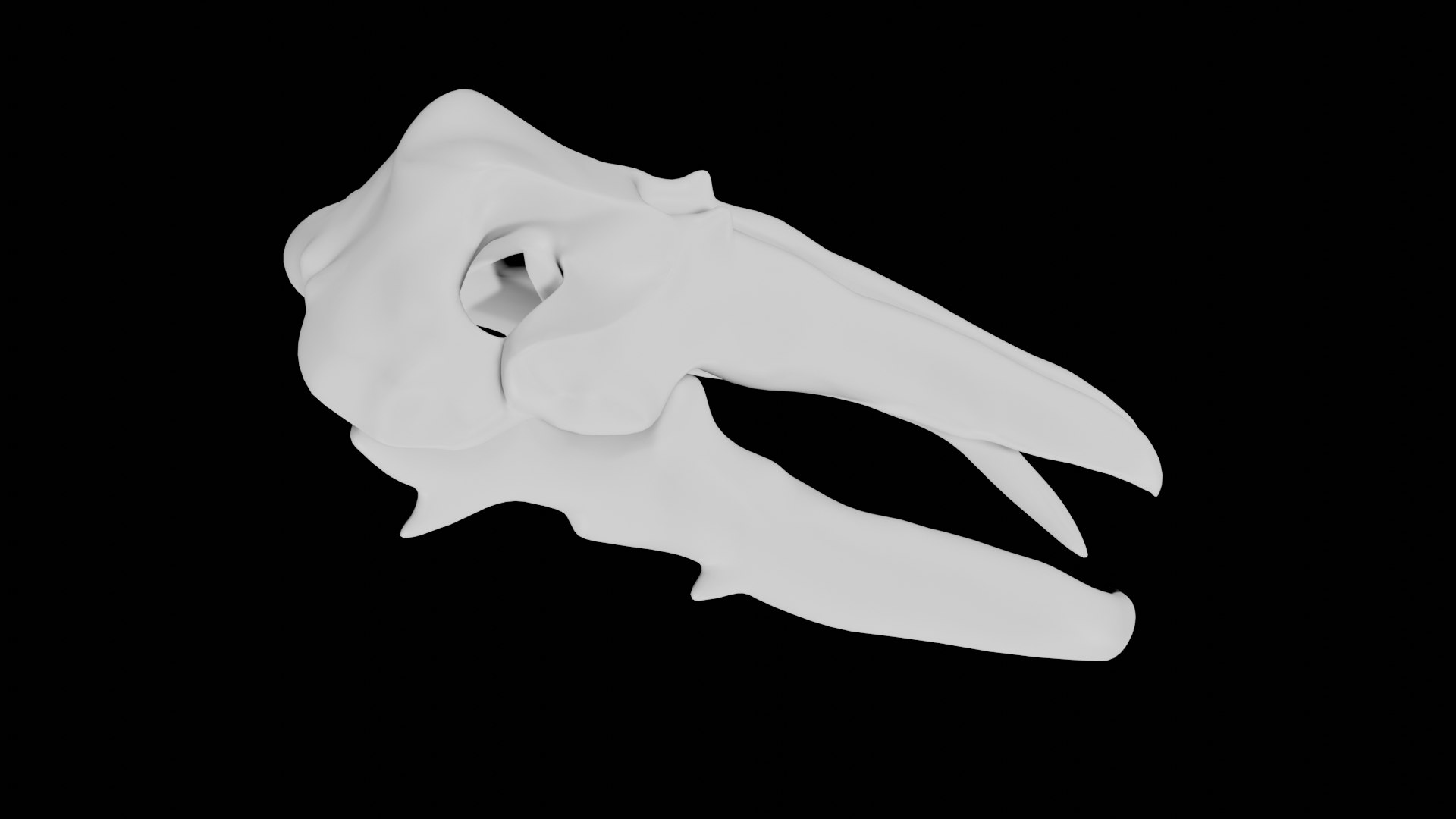 Whale Skull 3D Model - TurboSquid 1842027