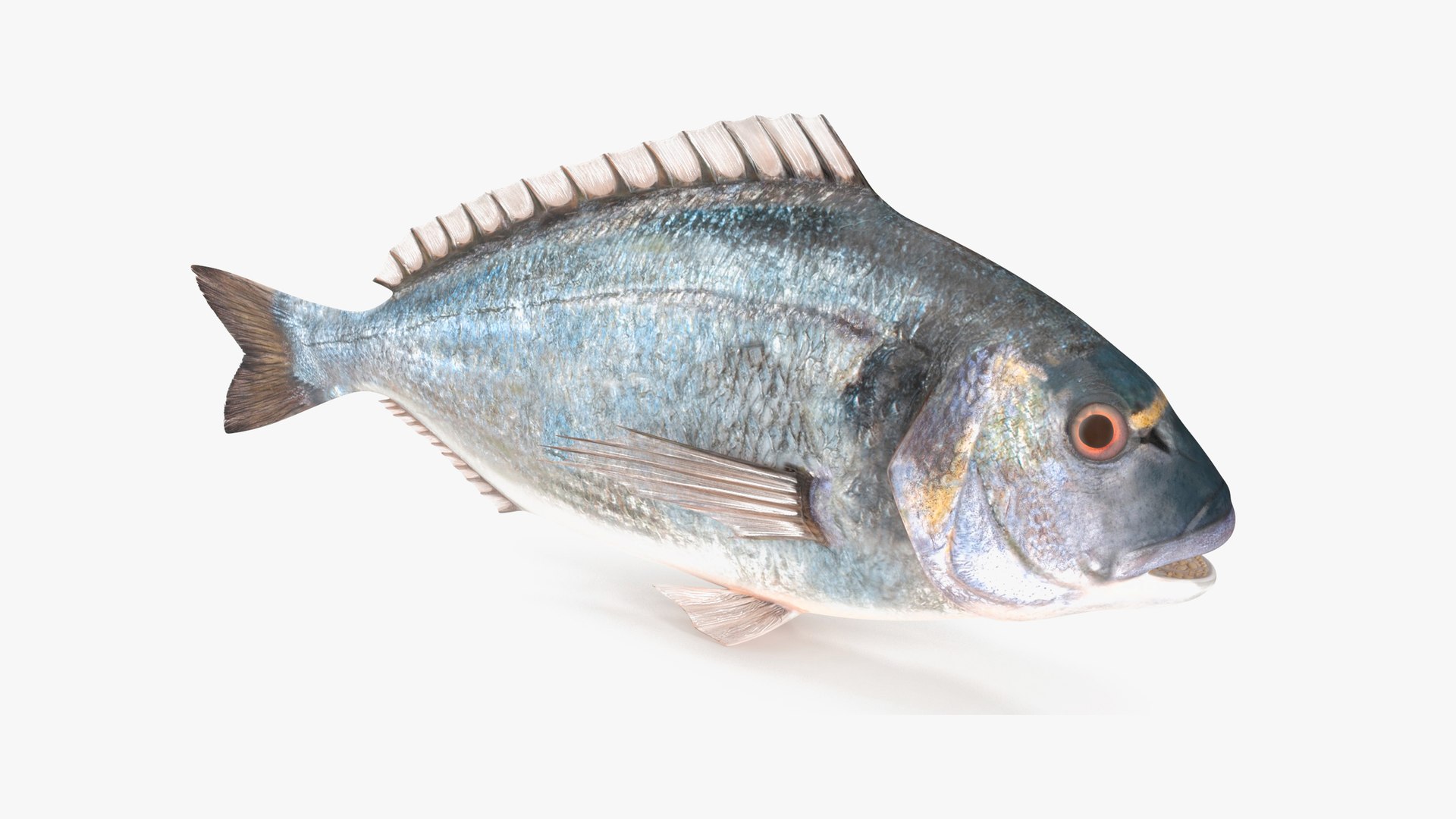 modelo 3d Pez dorado aparejado para maya - TurboSquid 2178558