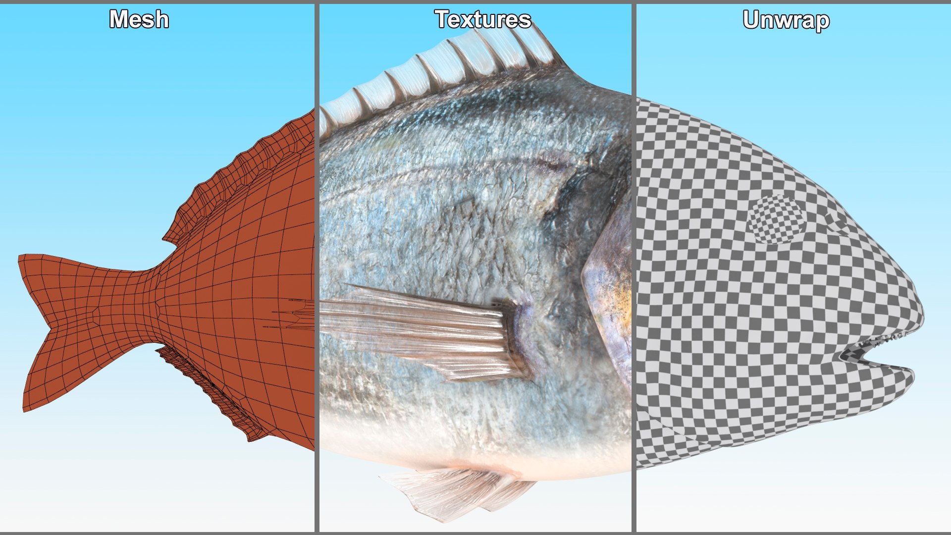 Gilthead Bream Fish Rigged for Maya 3D model - TurboSquid 2178558