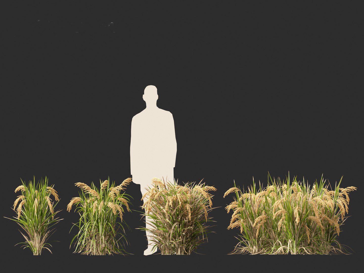 Oryza Sativa - Rice 3D - TurboSquid 2141154