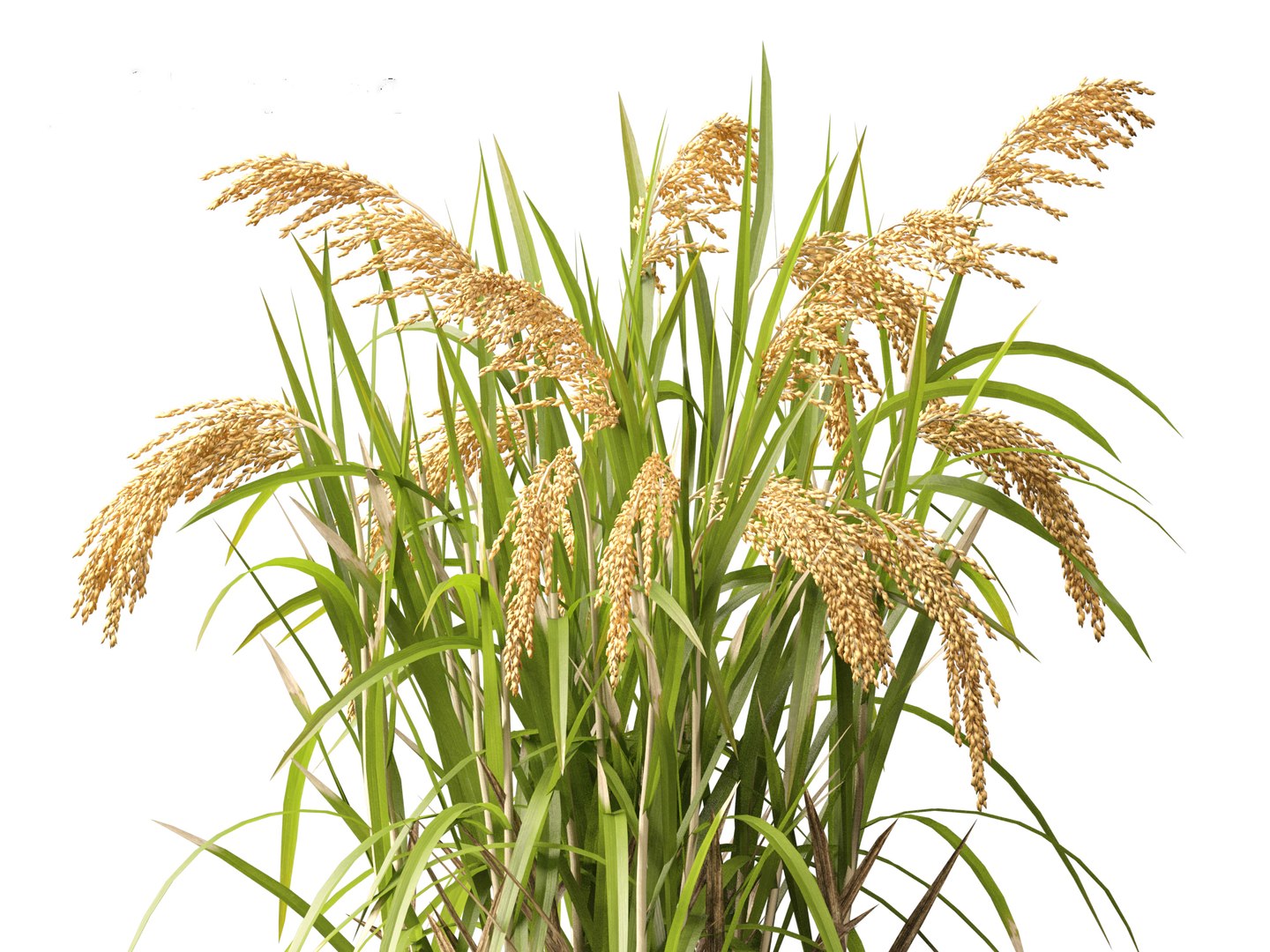 Oryza Sativa - Rice 3D - TurboSquid 2141154
