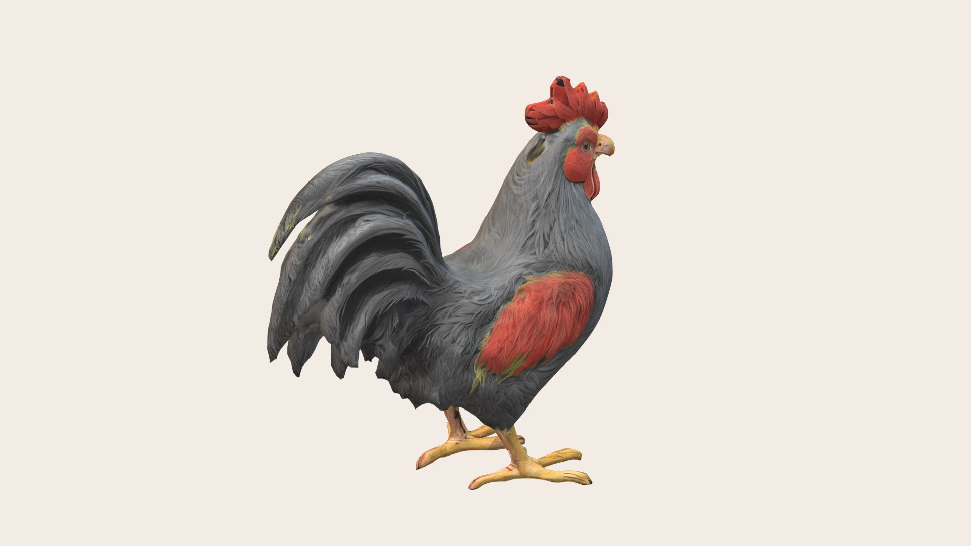 Rare Black Rooster 3D Model - TurboSquid 2271459