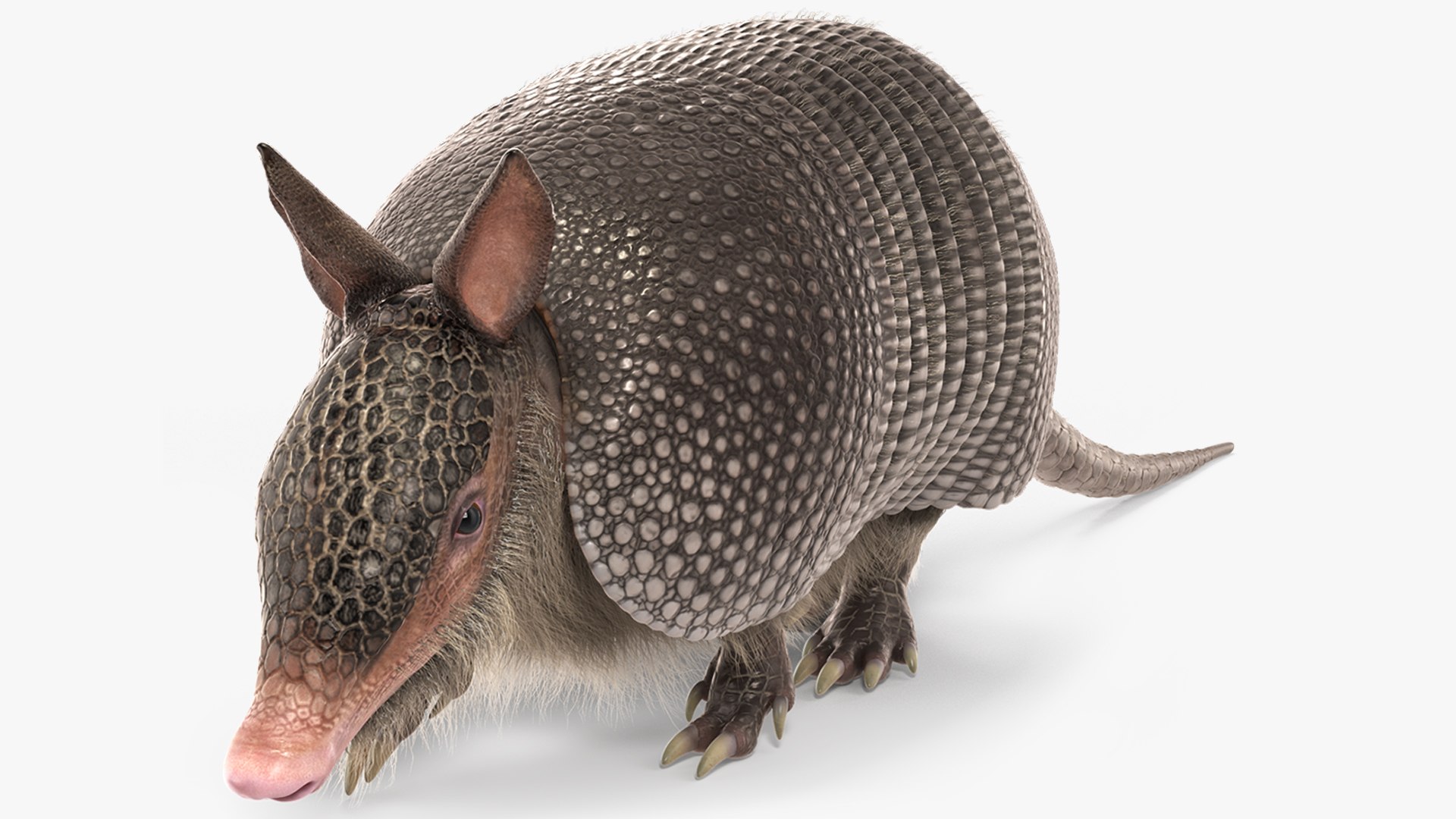 Armadillo In Walking Pose Black Fur 3D - TurboSquid 2248171