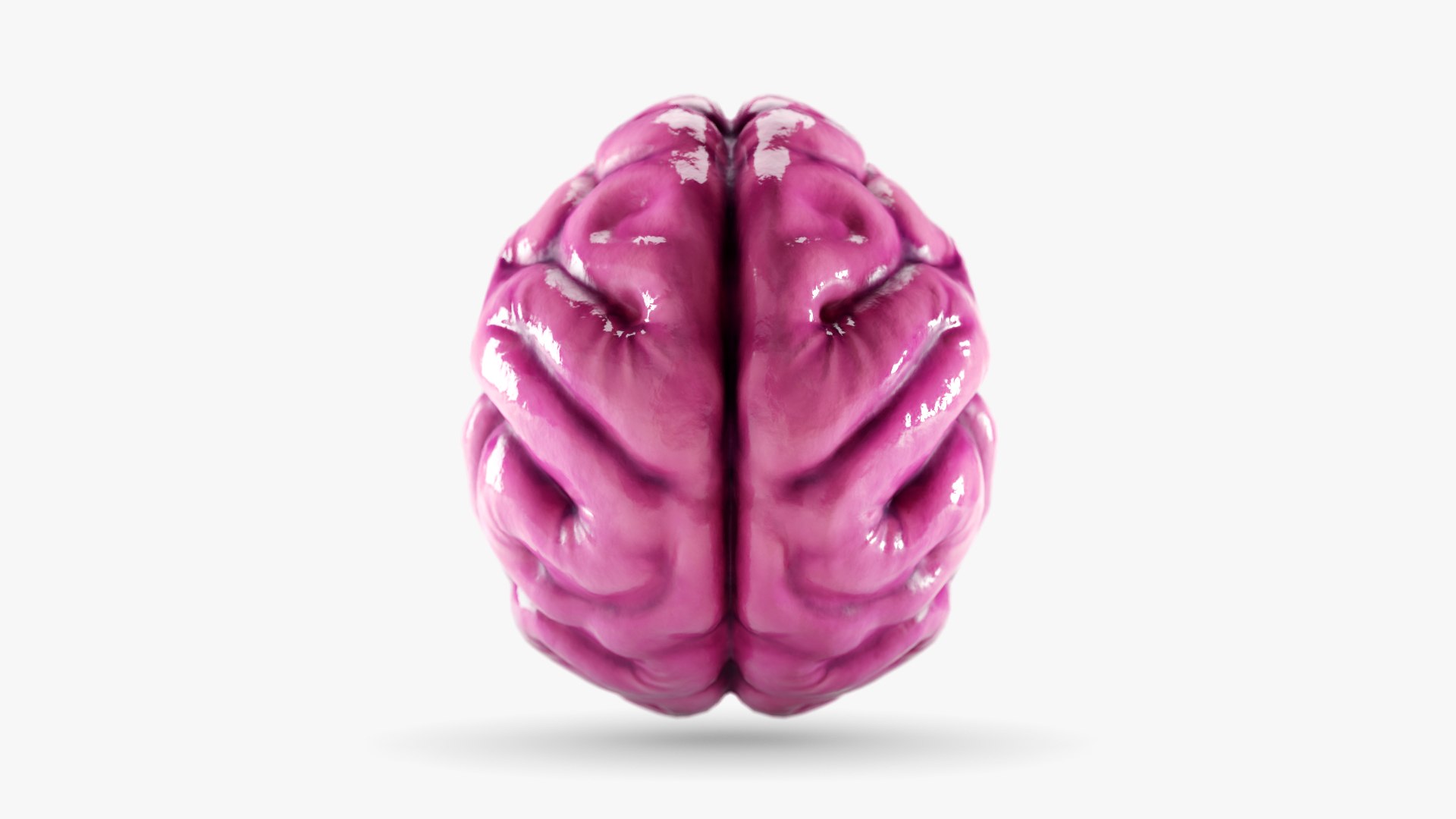 Cartoon Brain 3D Model - TurboSquid 1689664