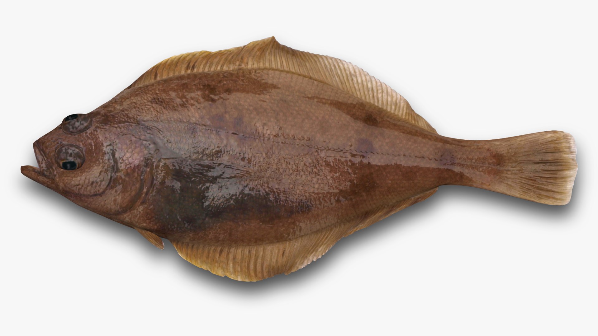 Flat Fish Collection Model - TurboSquid 1813099