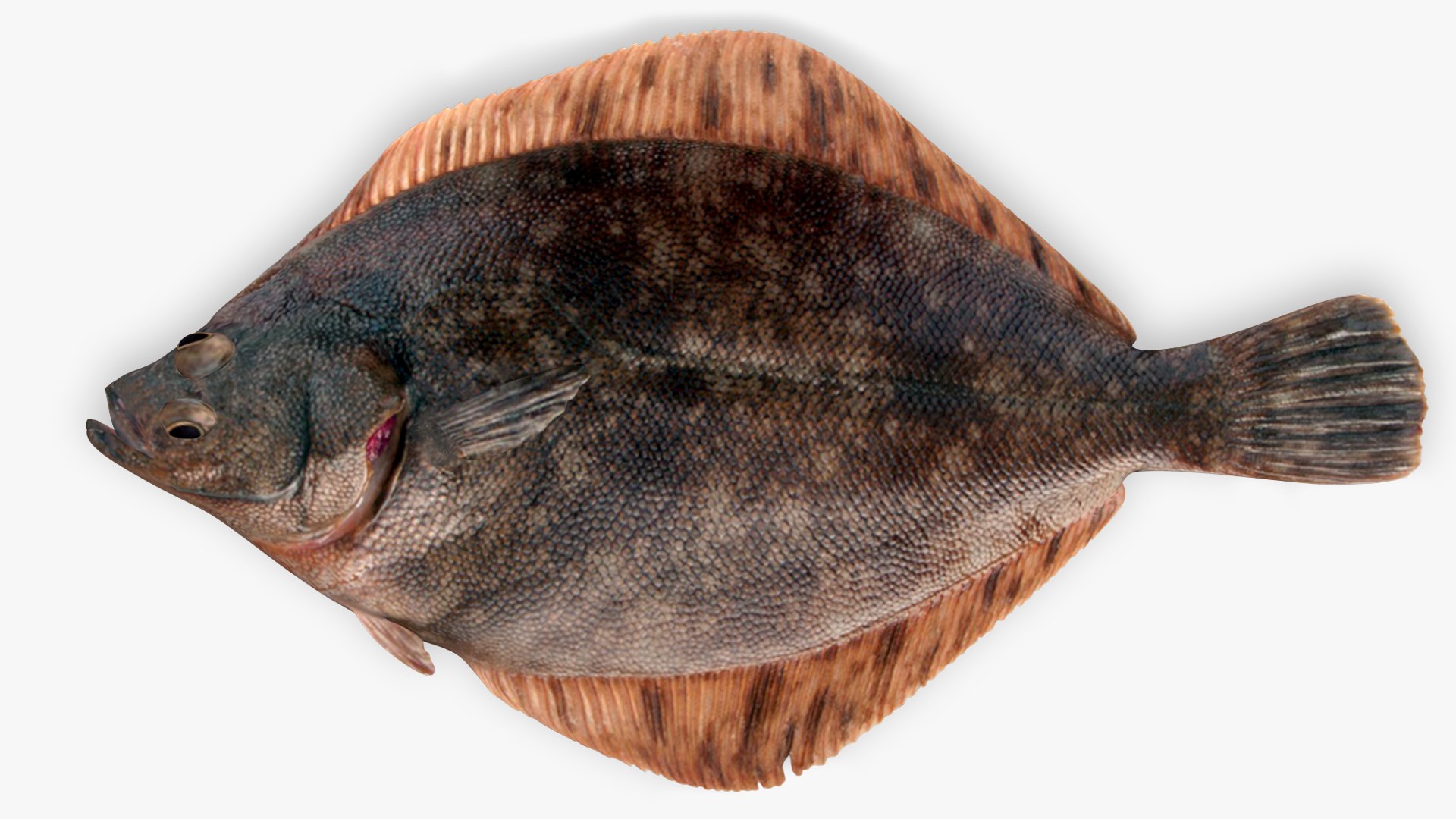 Flat Fish Collection Model - TurboSquid 1813099