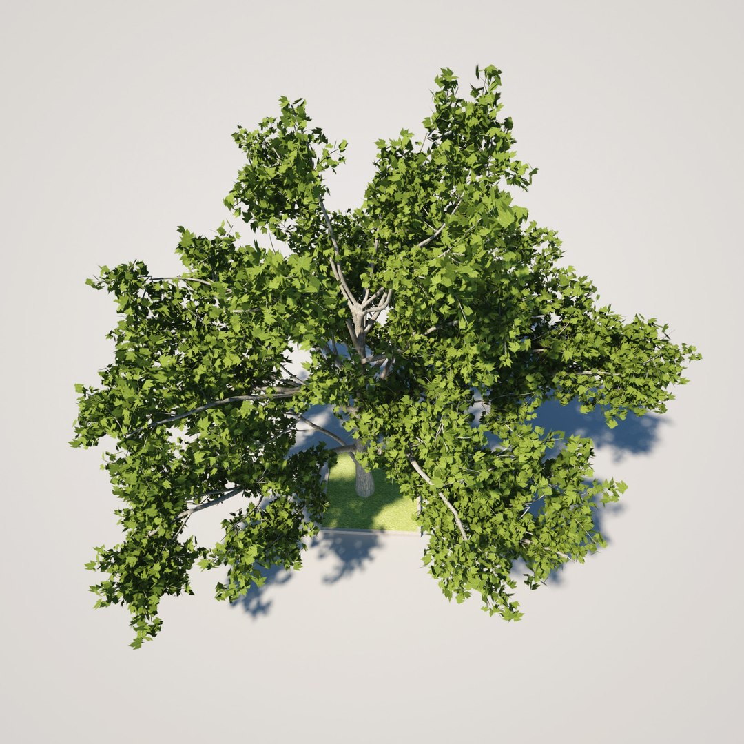 3d wood tree model