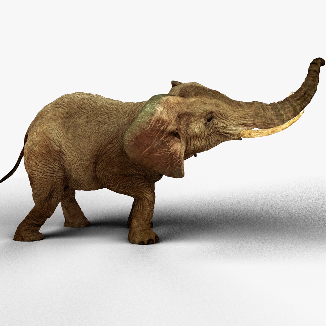 3D model african elephant - TurboSquid 1253200