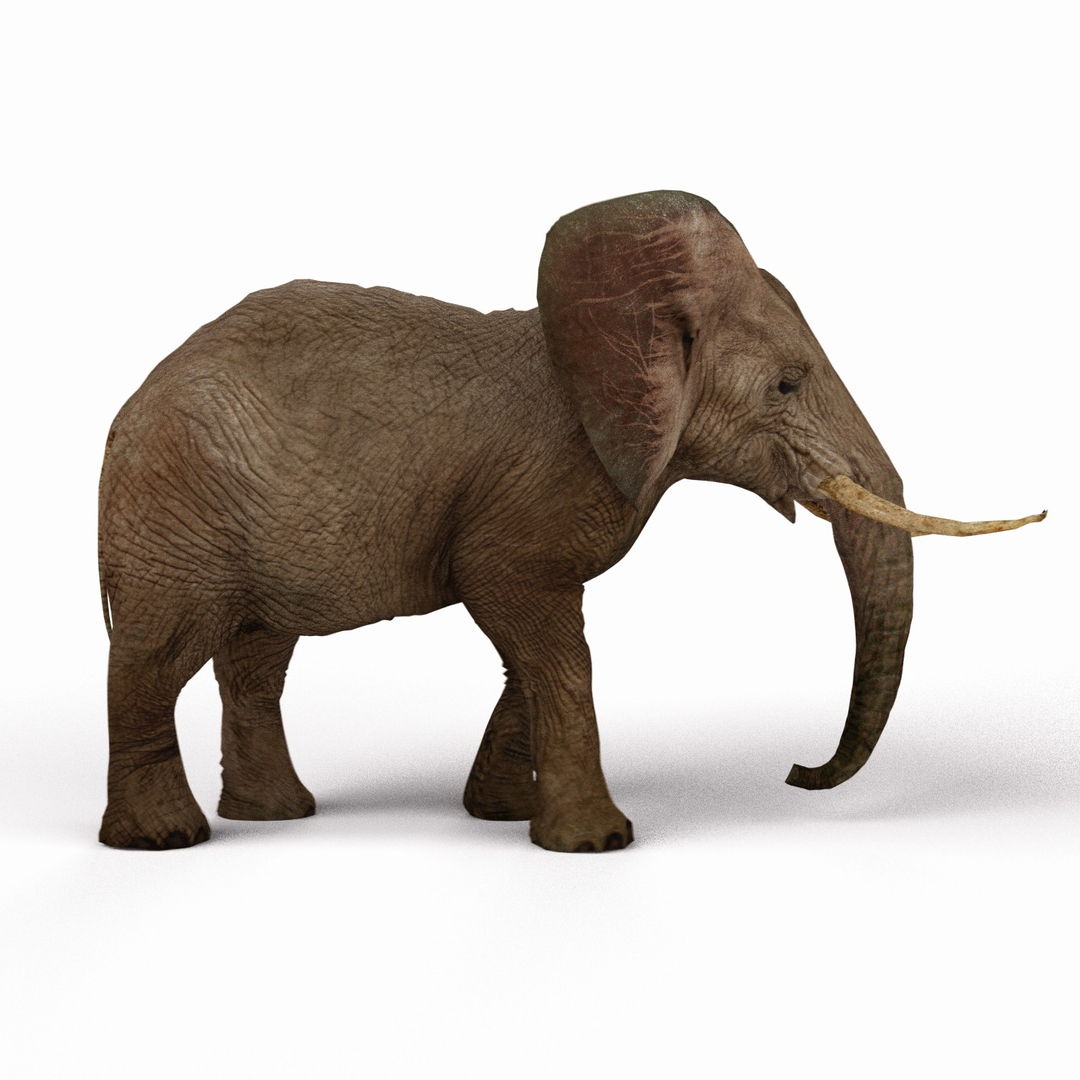 3D model african elephant - TurboSquid 1253200