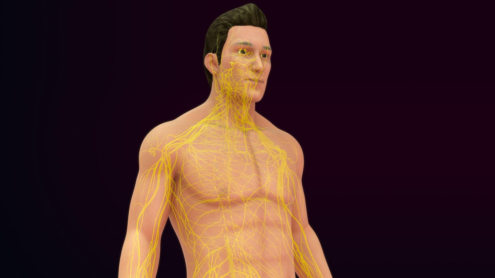 Natural Body With Nervous System 3D Model - TurboSquid 1874103