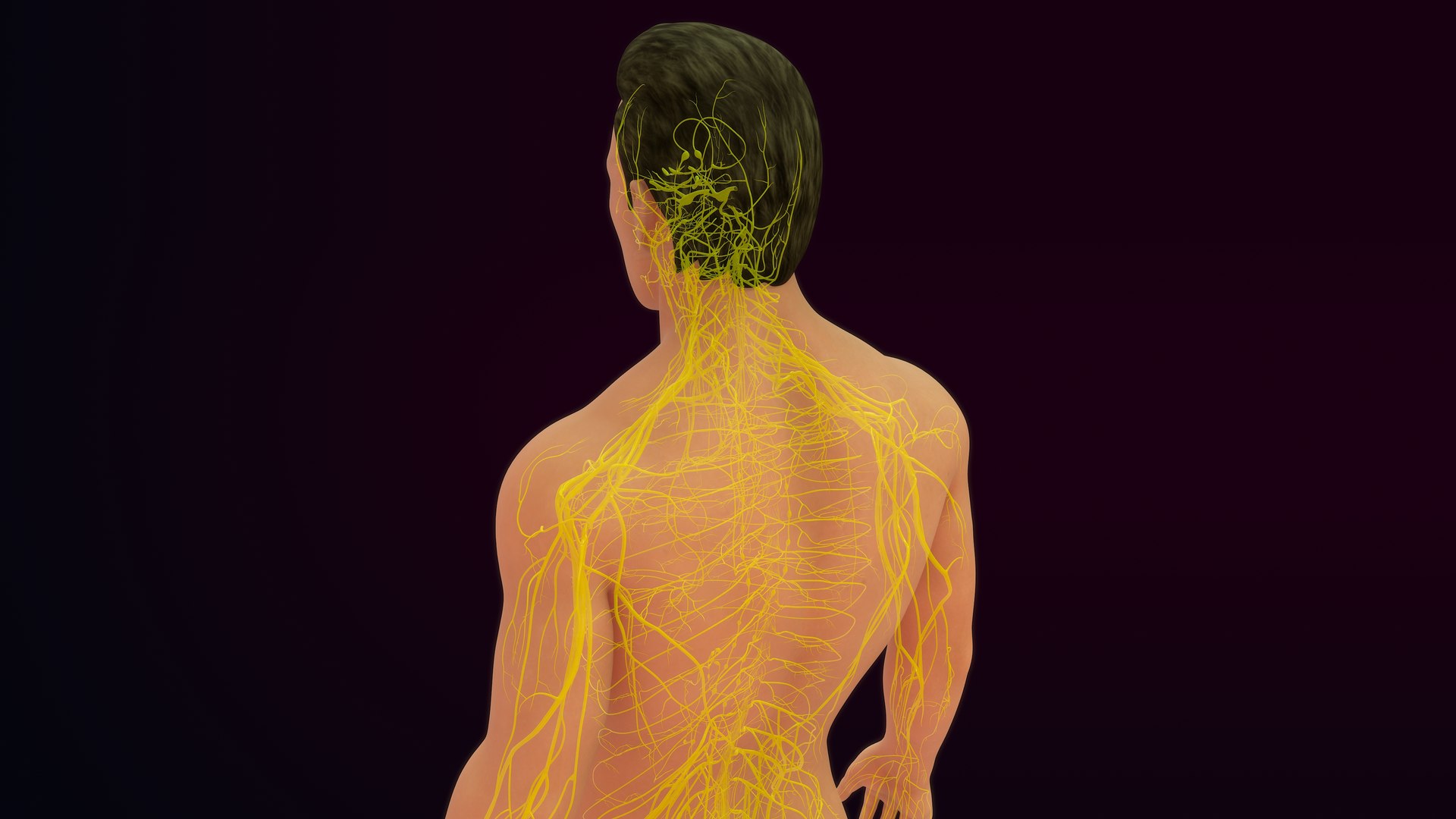 Natural Body With Nervous System 3D Model - TurboSquid 1874103