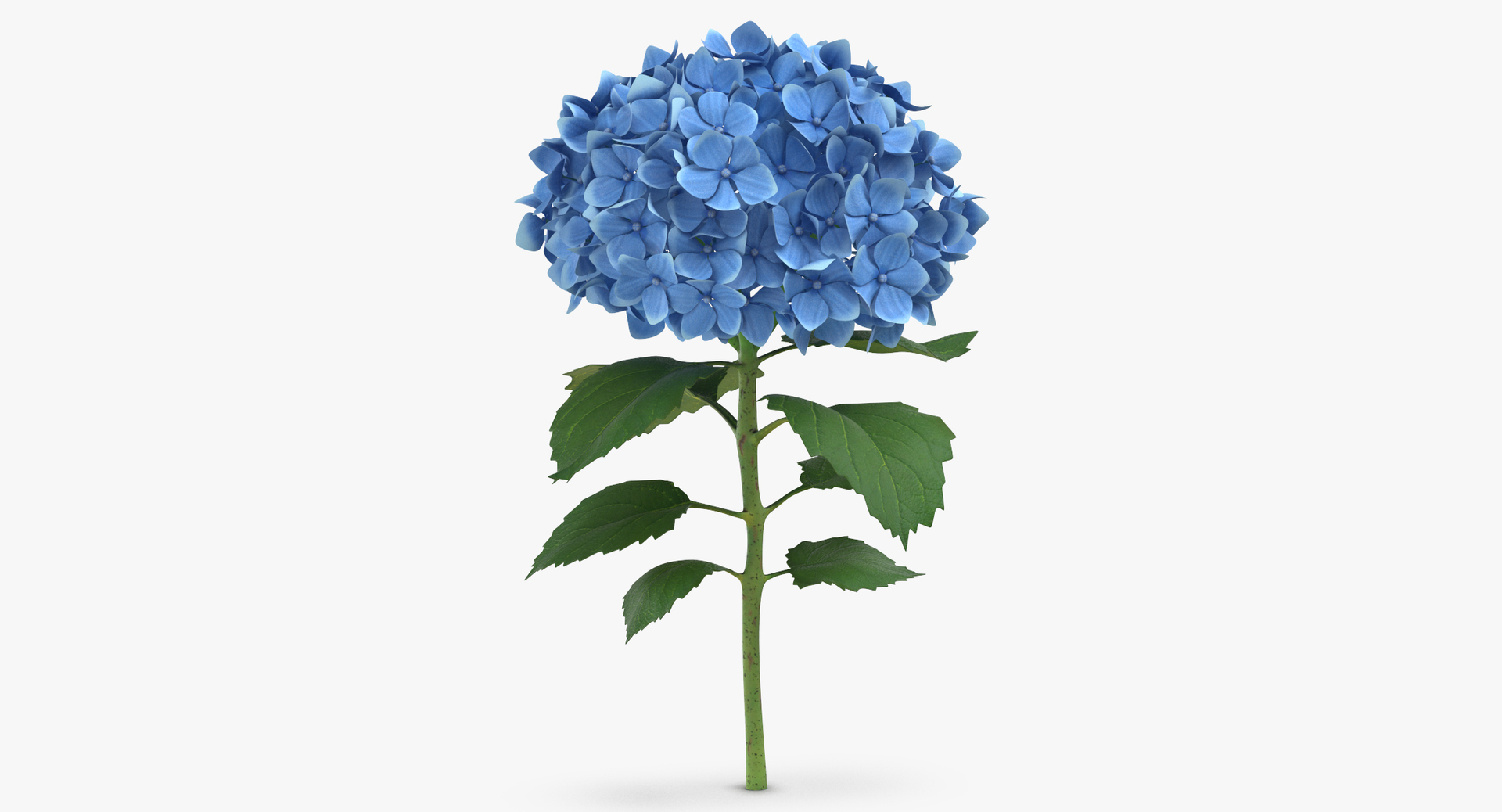 Hydrangea 02 model - TurboSquid 1442120