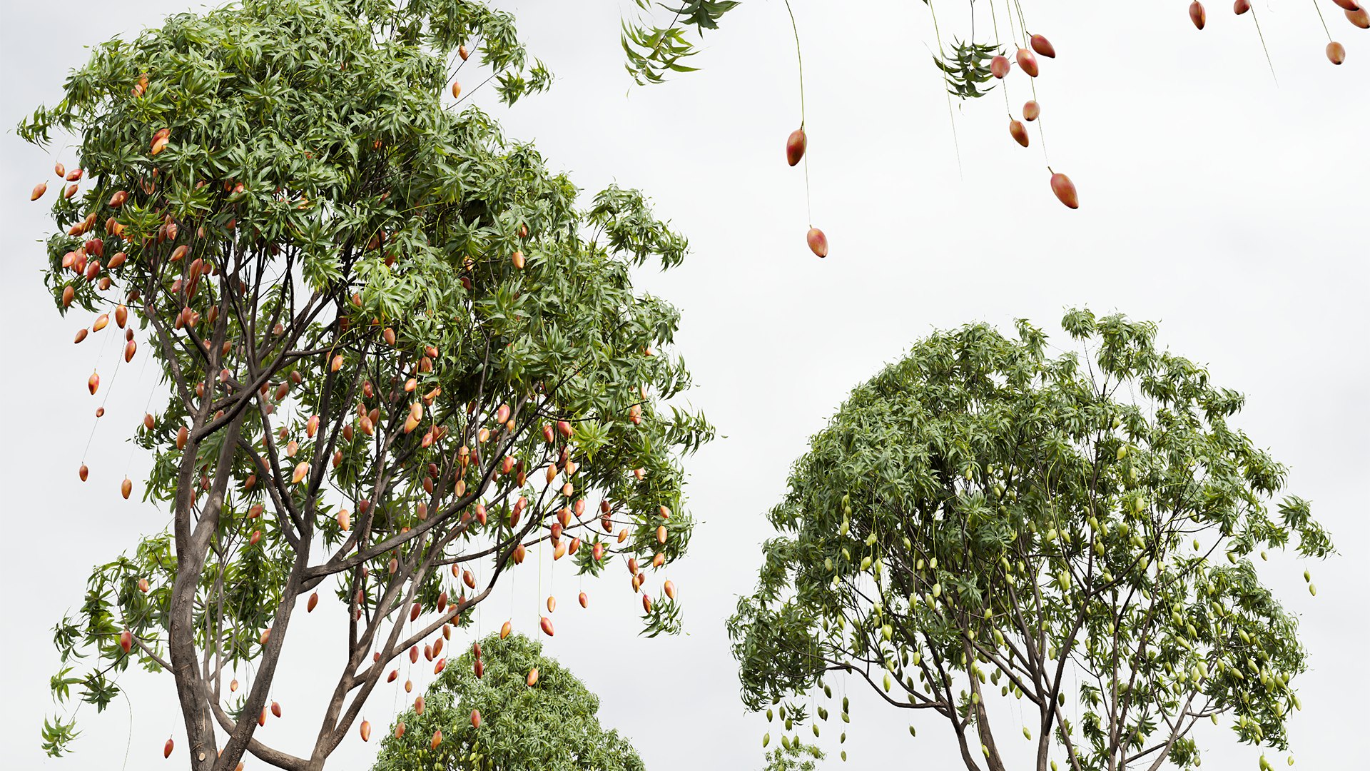 New Plant High Detail Mangifera Indica Mango 3D Model - TurboSquid 2150756