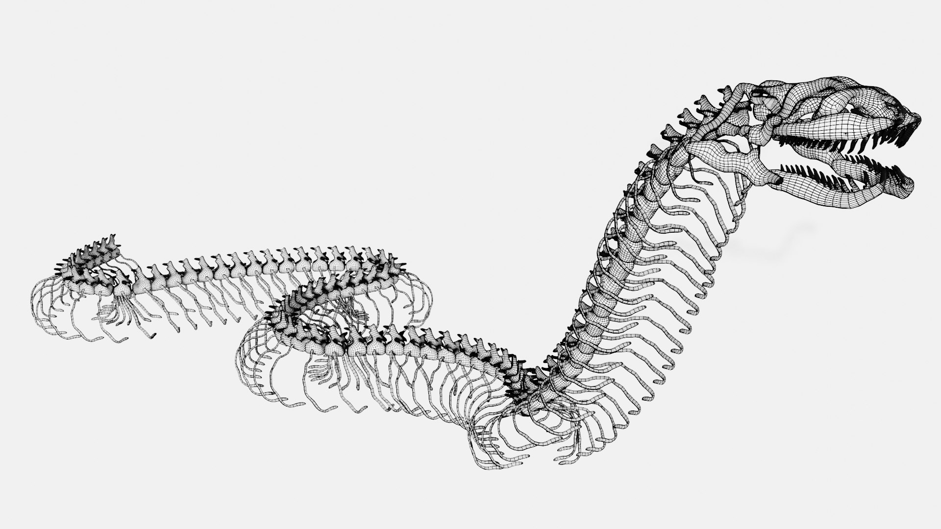 3D Anaconda Skeleton - TurboSquid 1991836