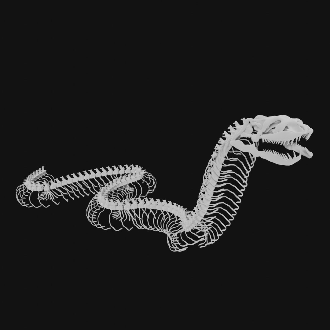 3D Anaconda Skeleton - TurboSquid 1991836