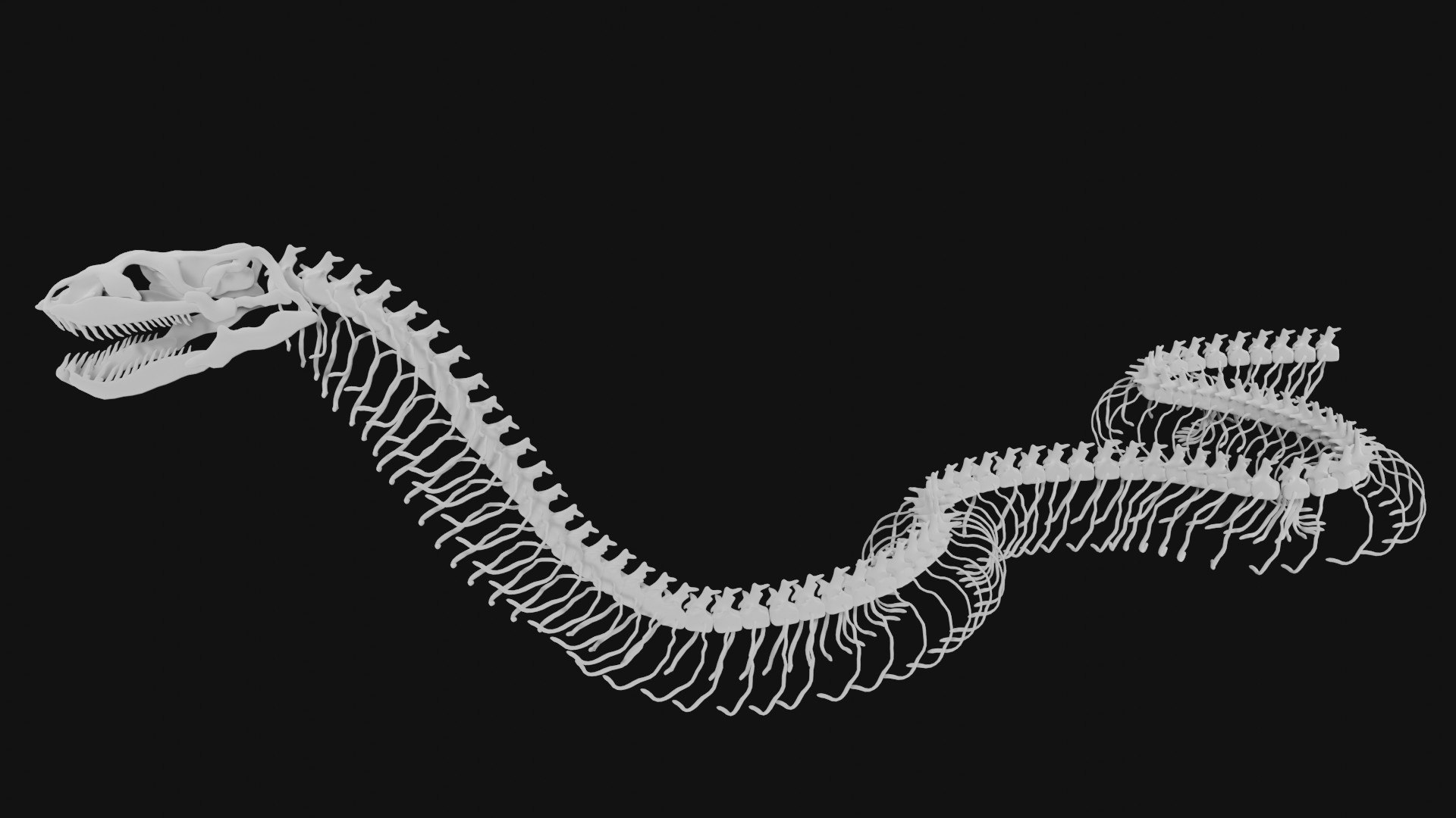 3D Anaconda Skeleton - TurboSquid 1991836