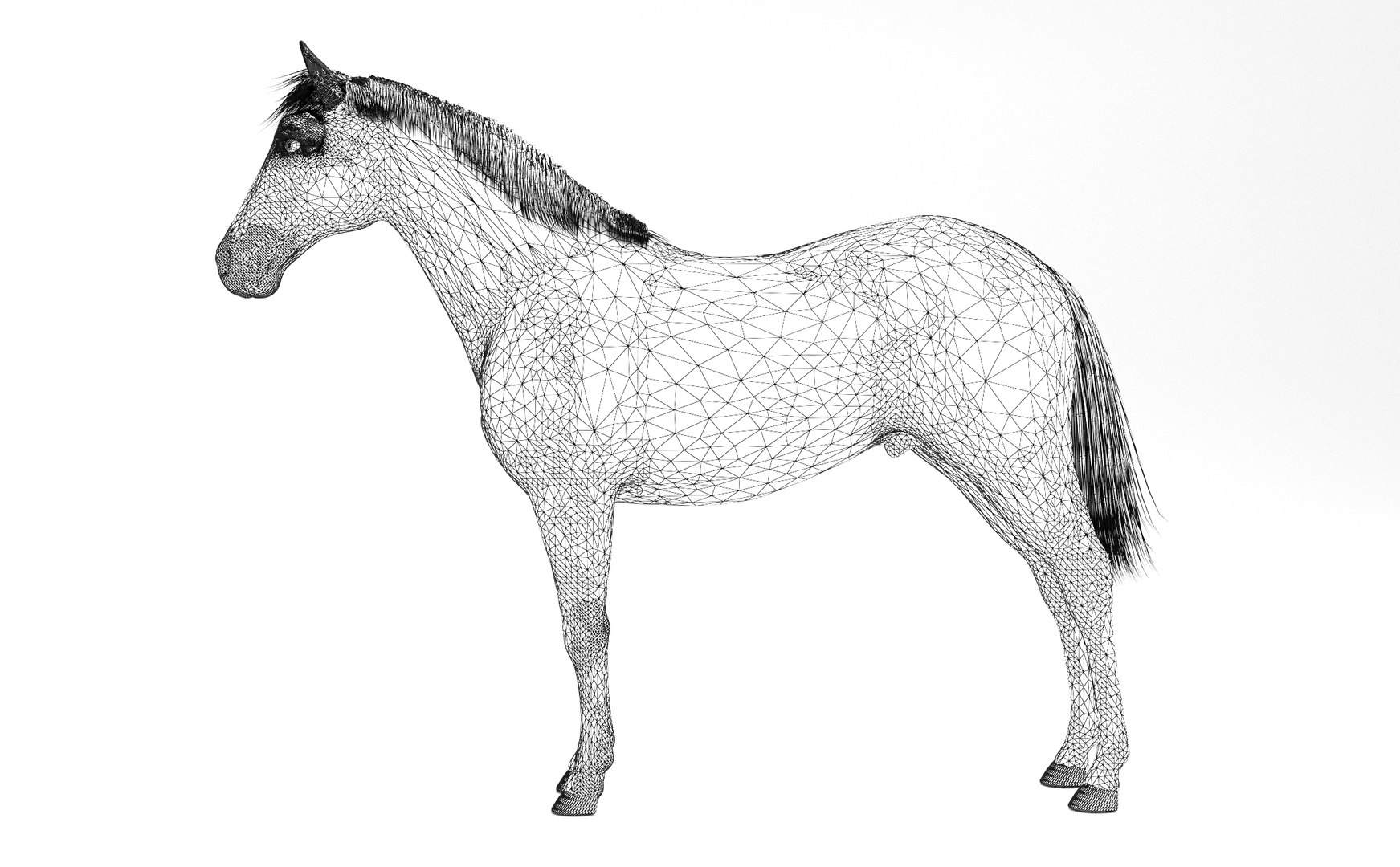 White Horse Model - TurboSquid 1790003