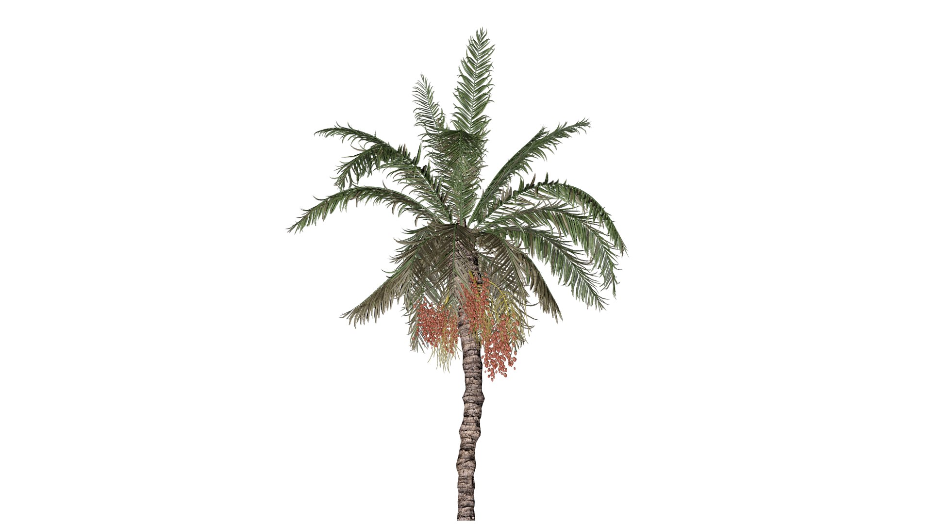 3D Date Palm Tree - 06 - Model - TurboSquid 2371951