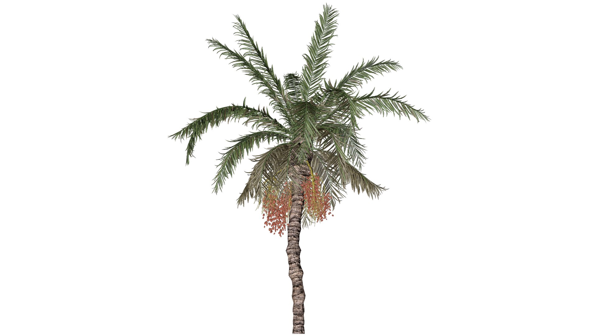 3D Date Palm Tree - 06 - Model - TurboSquid 2371951