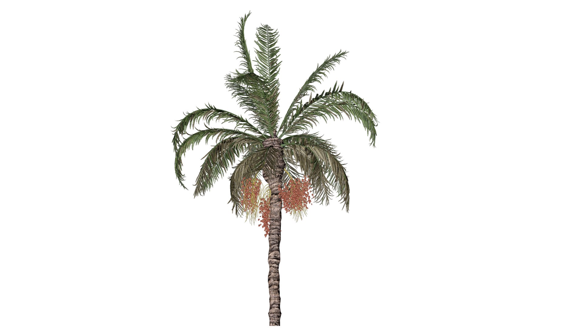 3D Date Palm Tree - 06 - Model - TurboSquid 2371951