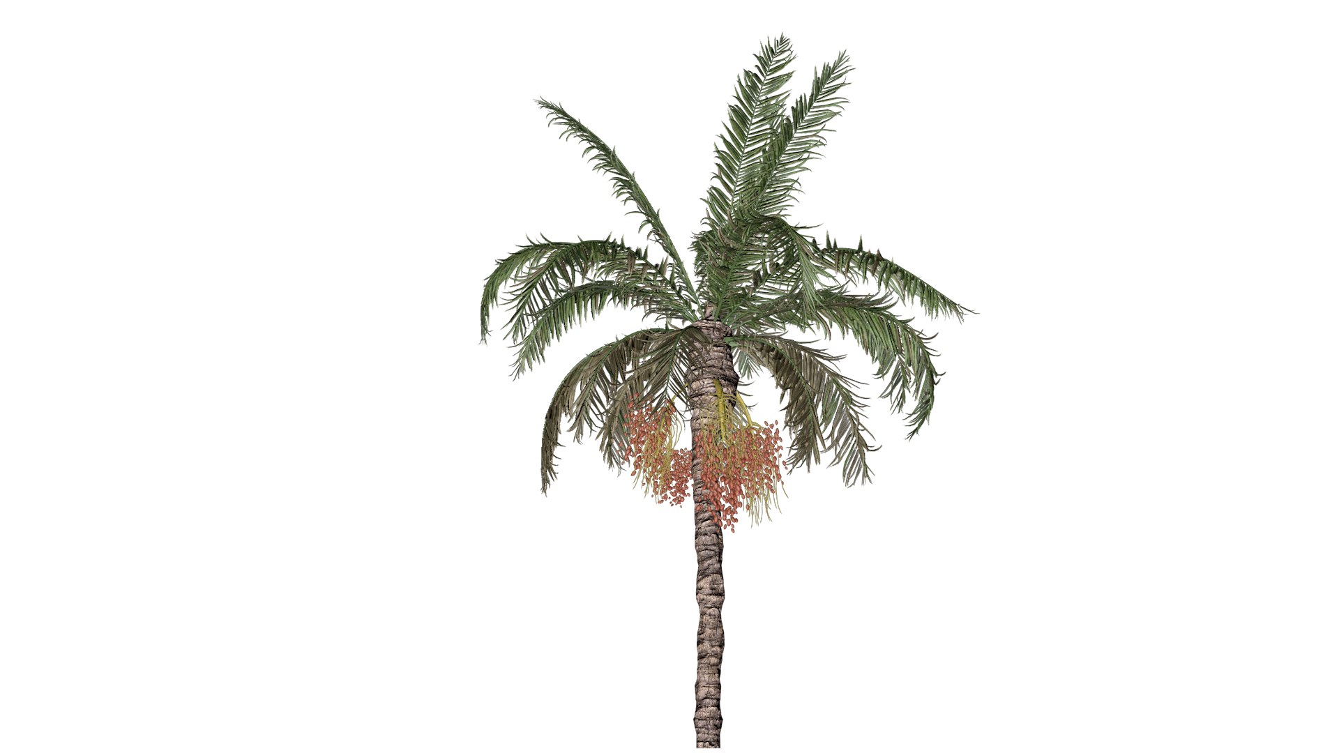 3D Date Palm Tree - 06 - Model - TurboSquid 2371951