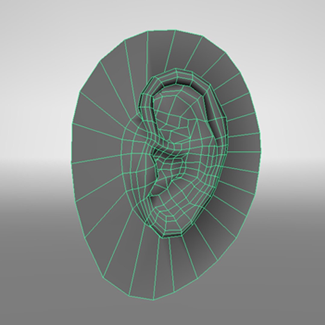 3d Model Realistic Human Ears