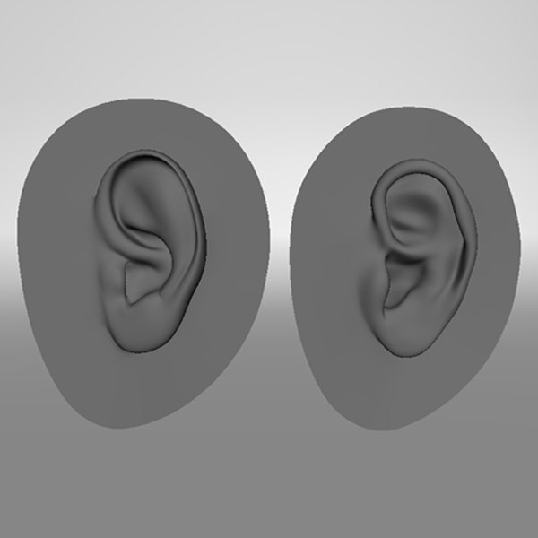 3d model realistic human ears