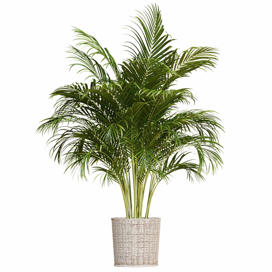 Palm Dipsis 3D Model - TurboSquid 1886345