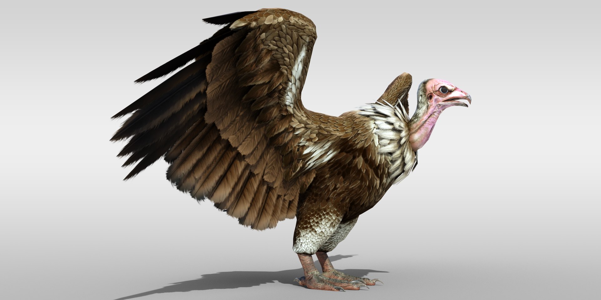 Realistic Vulture Bird Rigged 3D - TurboSquid 2014586