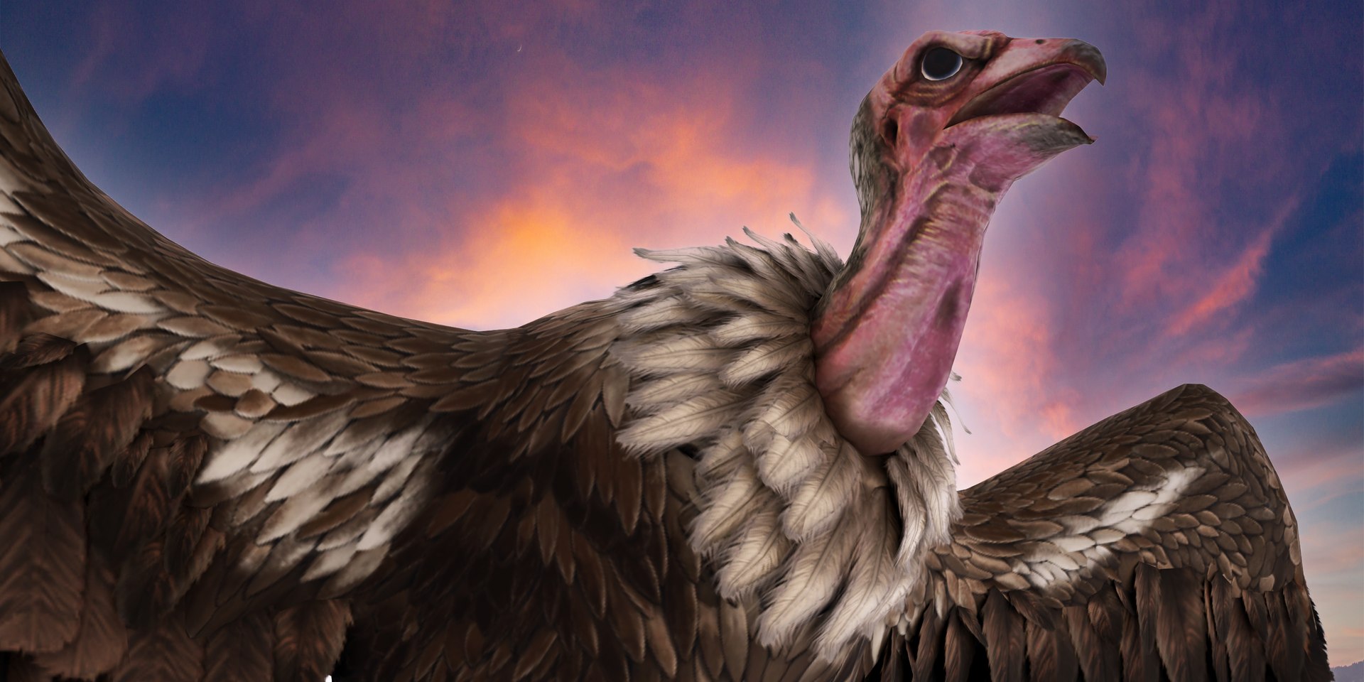 Realistic Vulture Bird Rigged 3D - TurboSquid 2014586