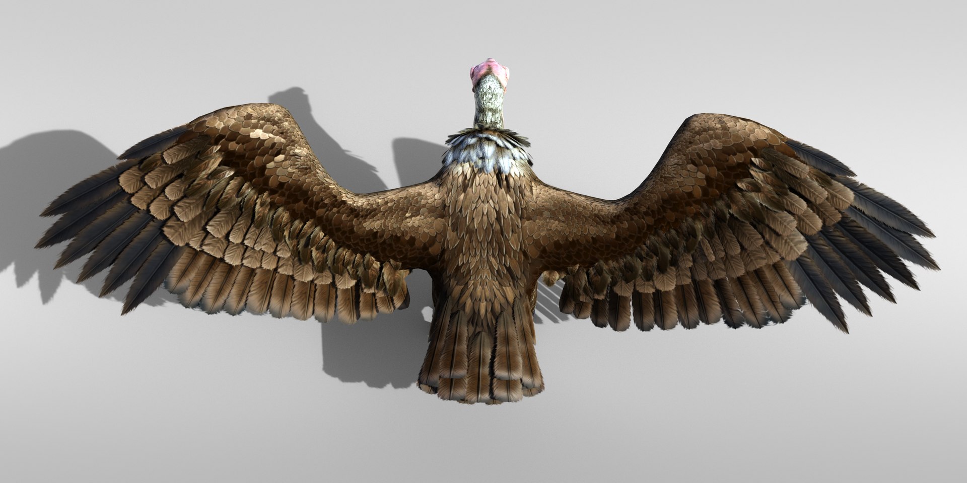 Realistic Vulture Bird Rigged 3D - TurboSquid 2014586