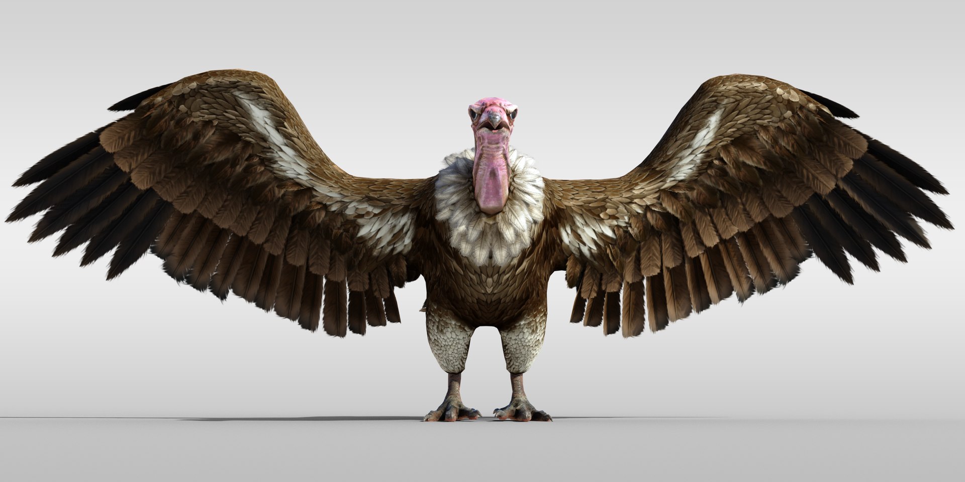 Realistic Vulture Bird Rigged 3D - TurboSquid 2014586
