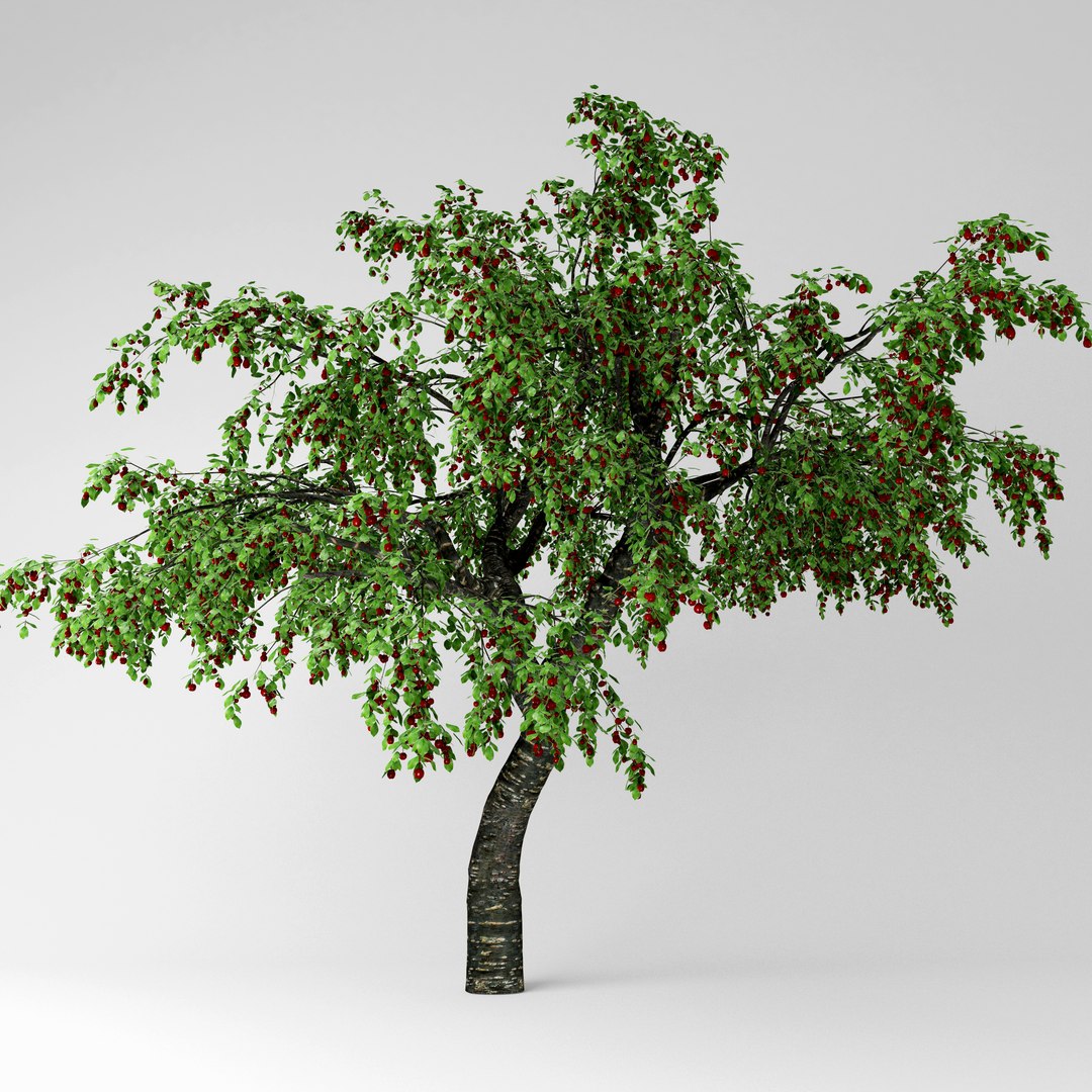Cherry tree model - TurboSquid 1518992