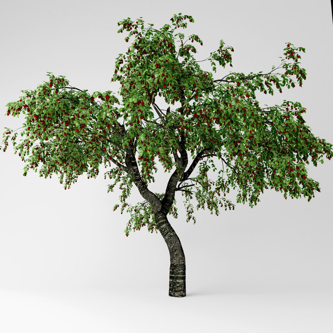 Cherry tree model - TurboSquid 1518992