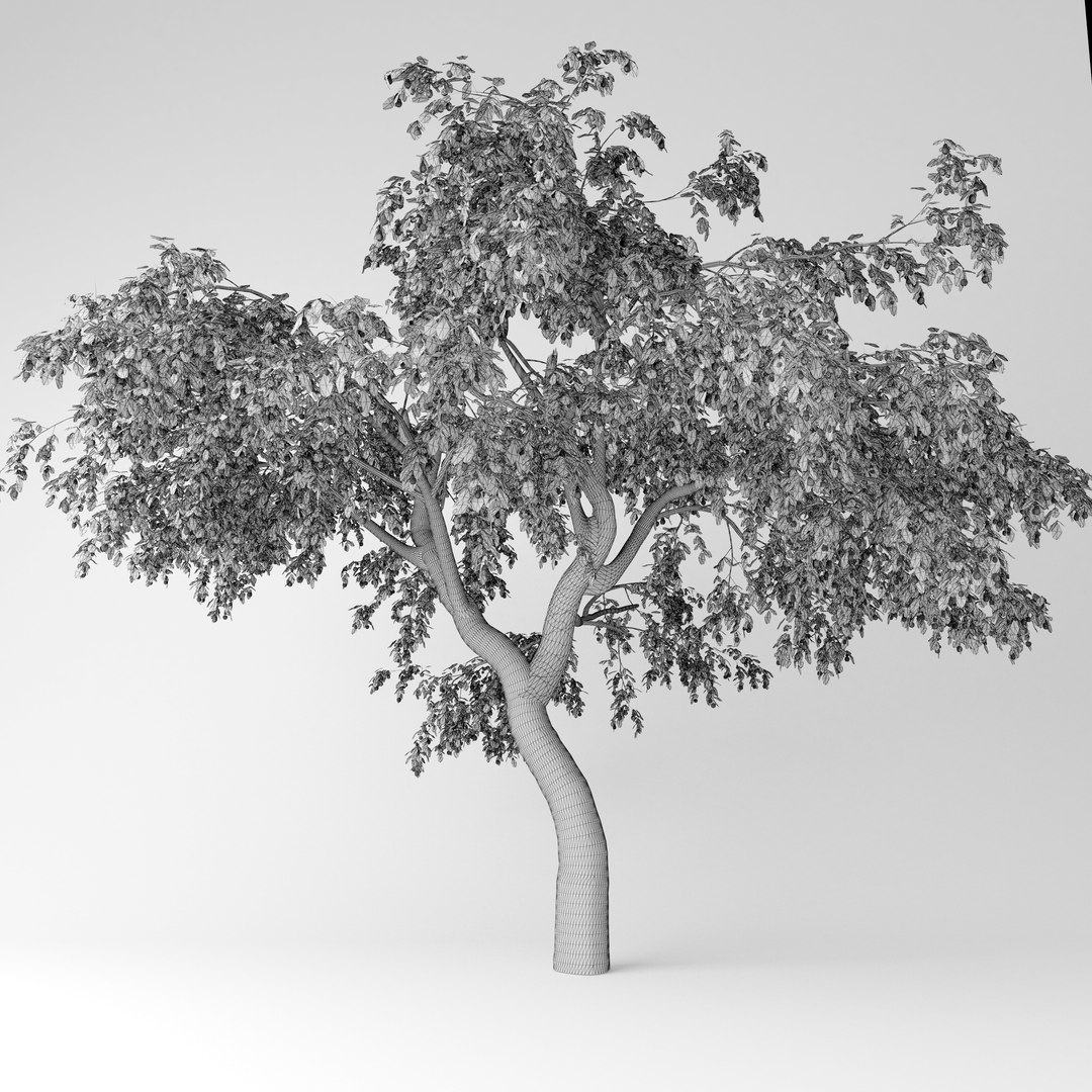 Cherry tree model - TurboSquid 1518992