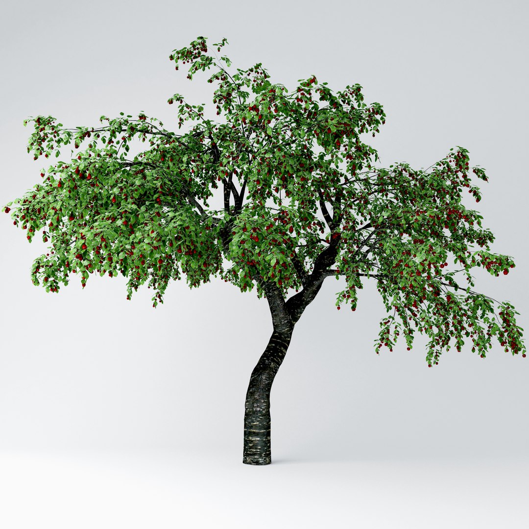 Cherry tree model - TurboSquid 1518992