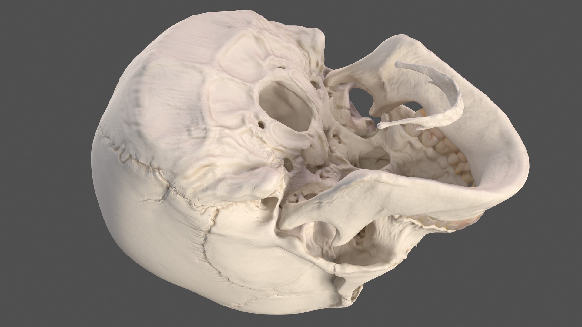 human-head-bones-3d-turbosquid-1469282
