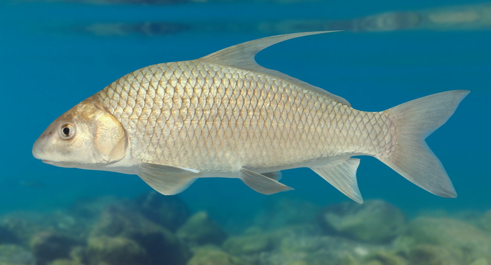 quillback fish animation 3d max