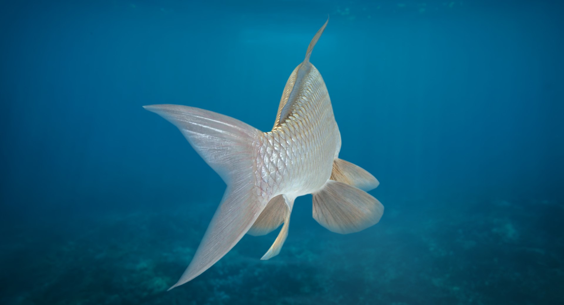 Quillback Fish Animation 3d Max