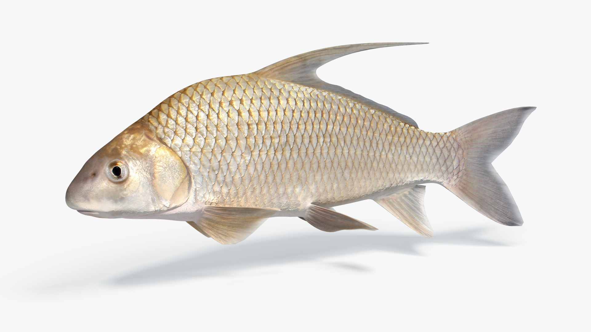 Quillback Fish Animation 3d Max