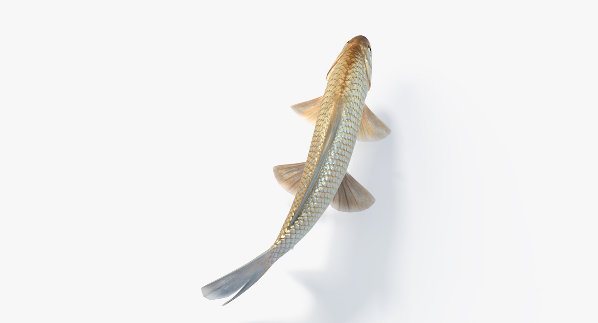 Quillback Fish Animation 3d Max